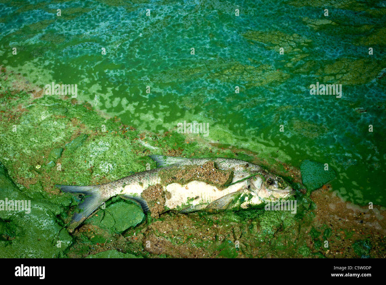 dead wild fish in polluted water in lake, nature series Stock Photo - Alamy