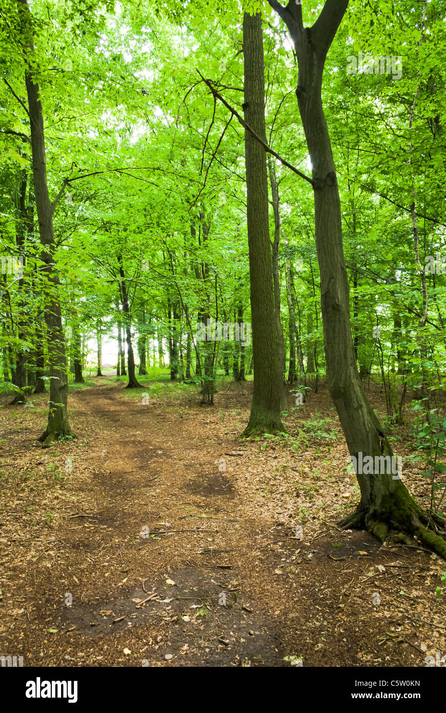 spring landscape of young grey forest with green trees Stock Photo - Alamy