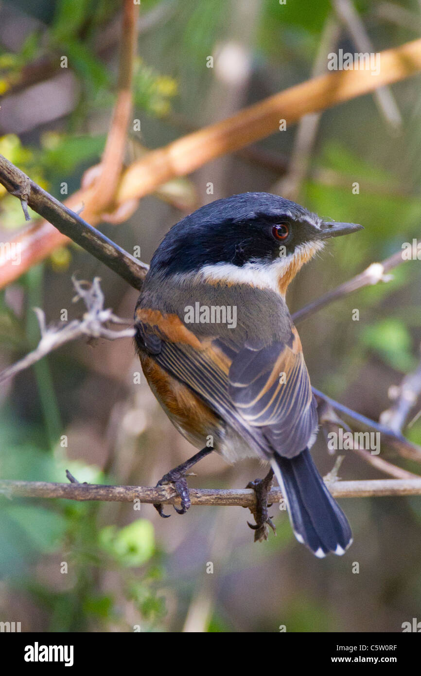 Batis bird hi-res stock photography and images - Alamy