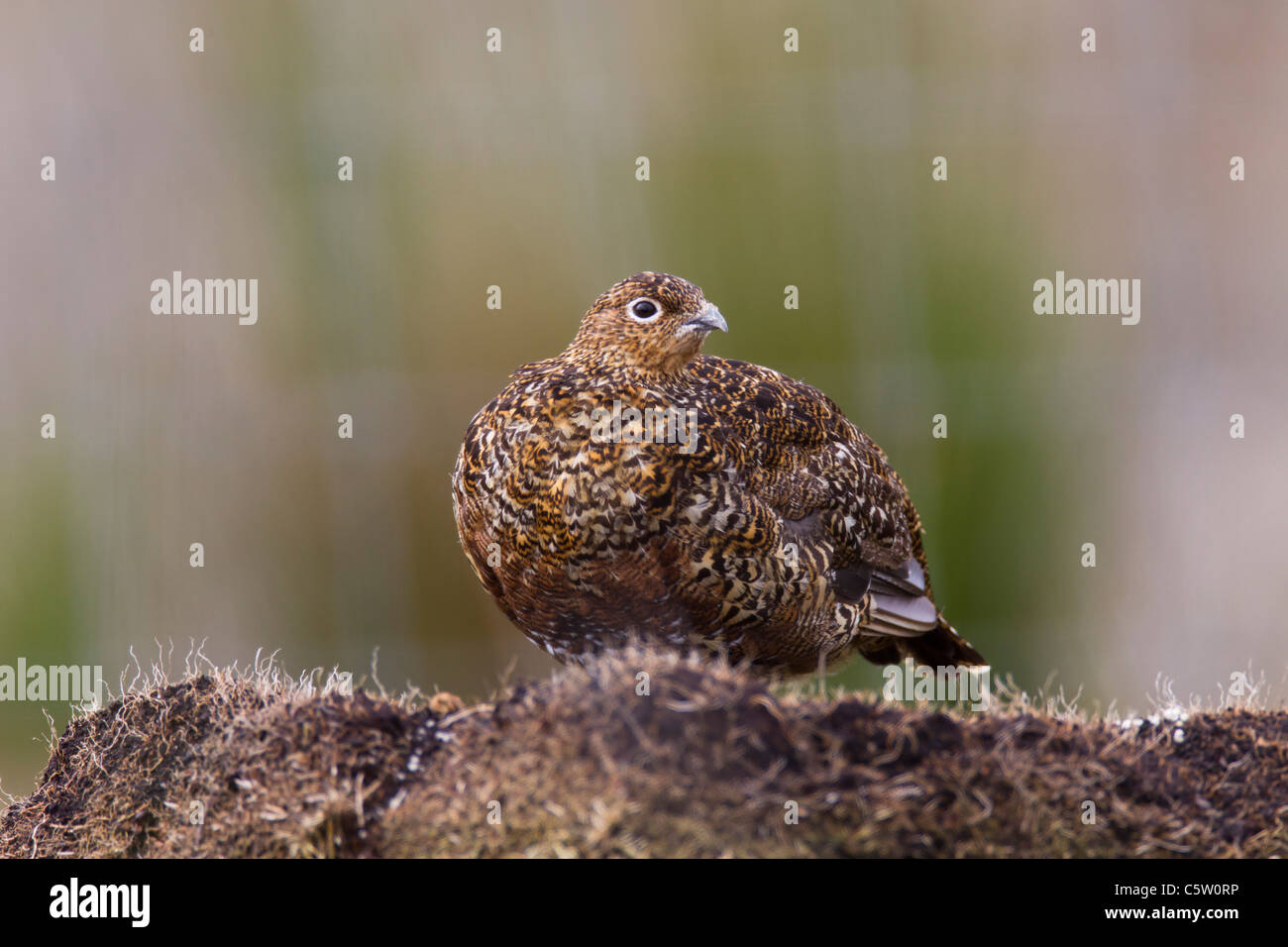 Red Grouse. Lagopus (Tetraonidae) Game Bird Stock Photo - Alamy