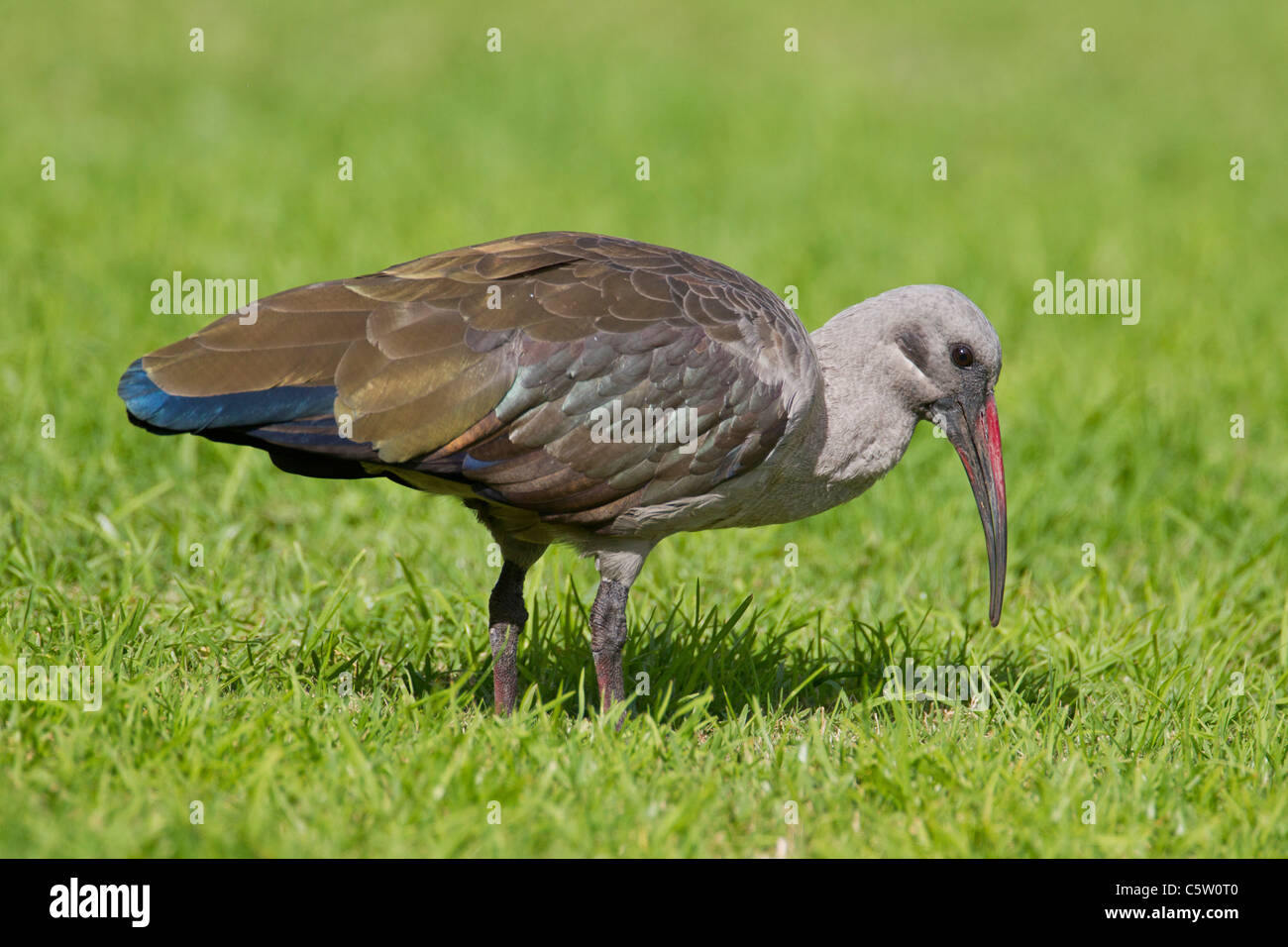 Hadeda ibis (bostrychia hagedash) at Wilderness National Park in South ...