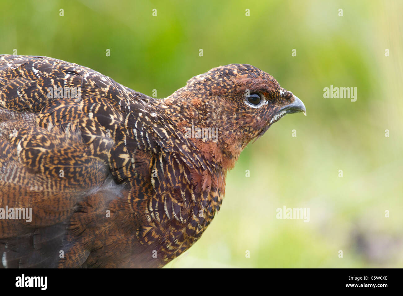 Red Grouse. Lagopus (Tetraonidae) Game Bird Stock Photo - Alamy