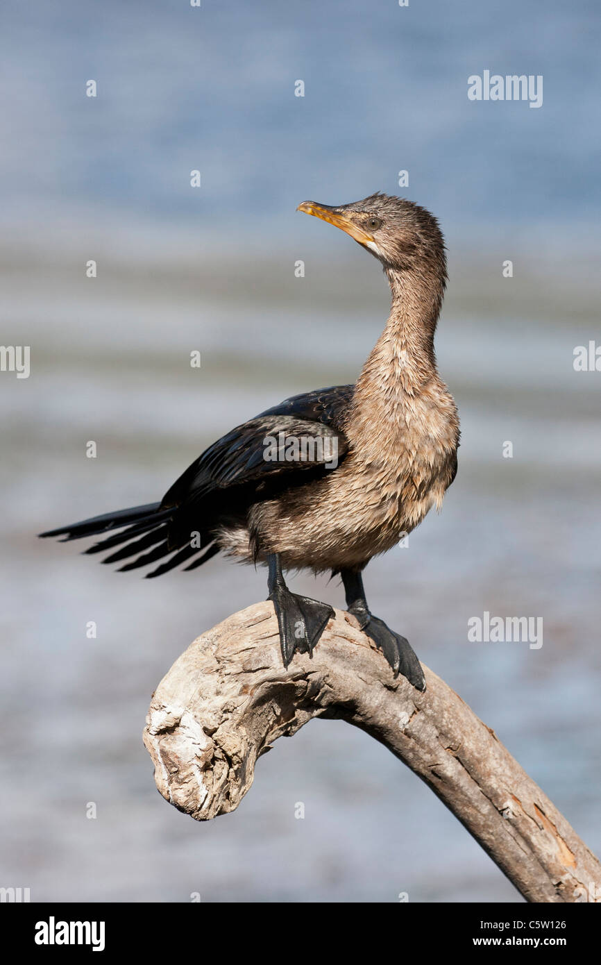 Cape cormorant (phalacrocorax capensis) at Wilderness National Park in ...