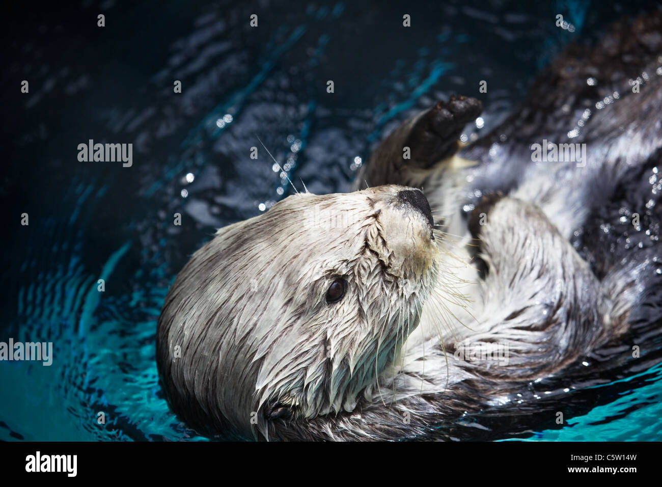 Laid back Sea Otter in a pool of turquoise blue water Stock Photo - Alamy