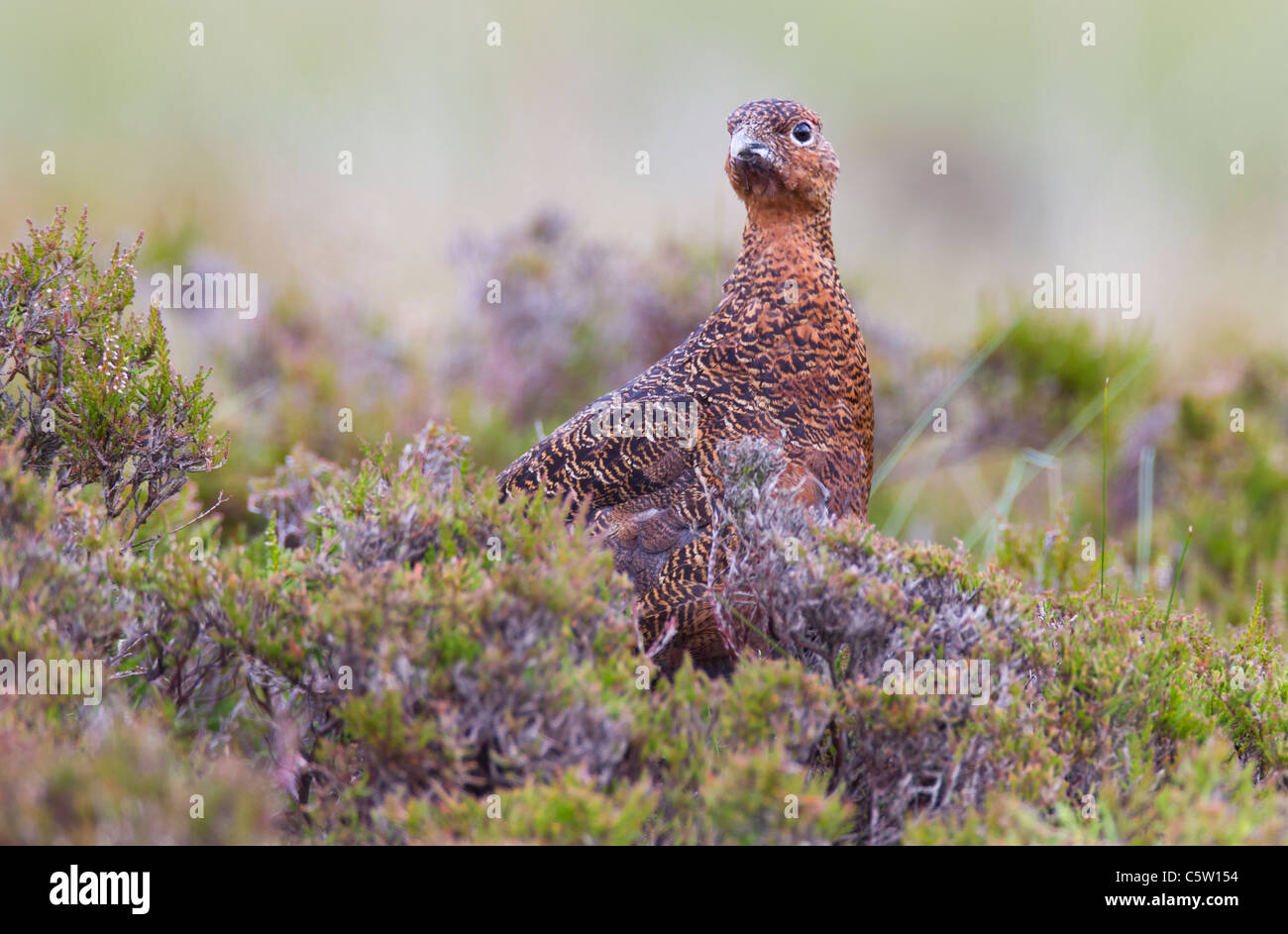 Red Grouse. Lagopus (Tetraonidae) Game Bird Stock Photo - Alamy