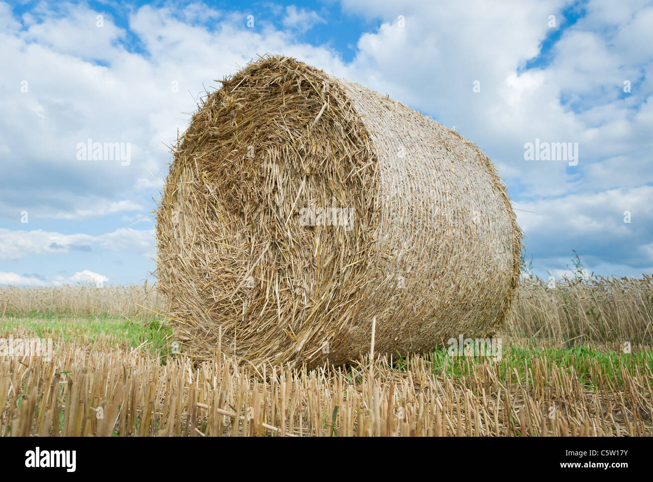bundle of straw with golden color Stock Photo - Alamy
