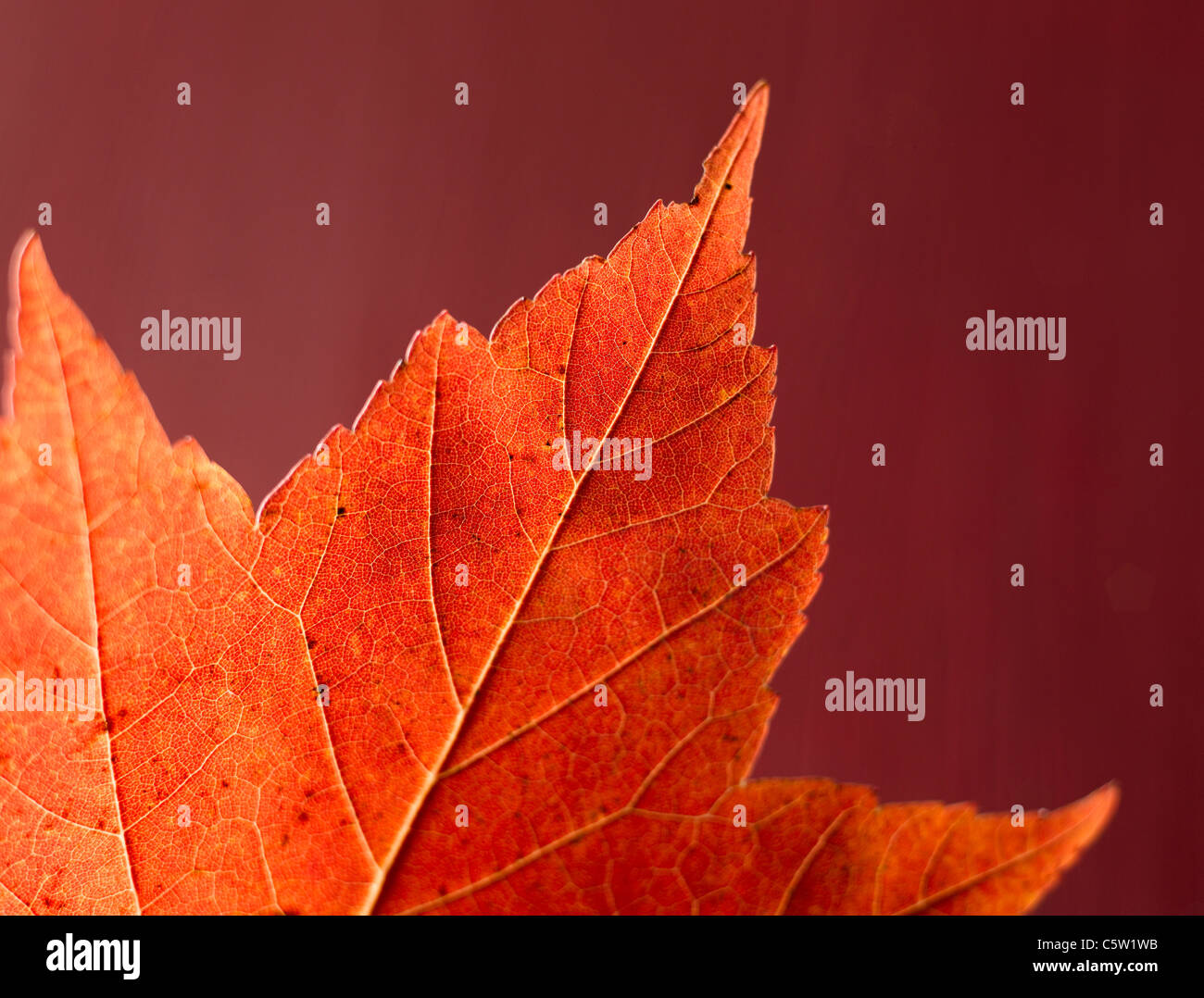 Autumn colored maple leaf, close-up Stock Photo - Alamy