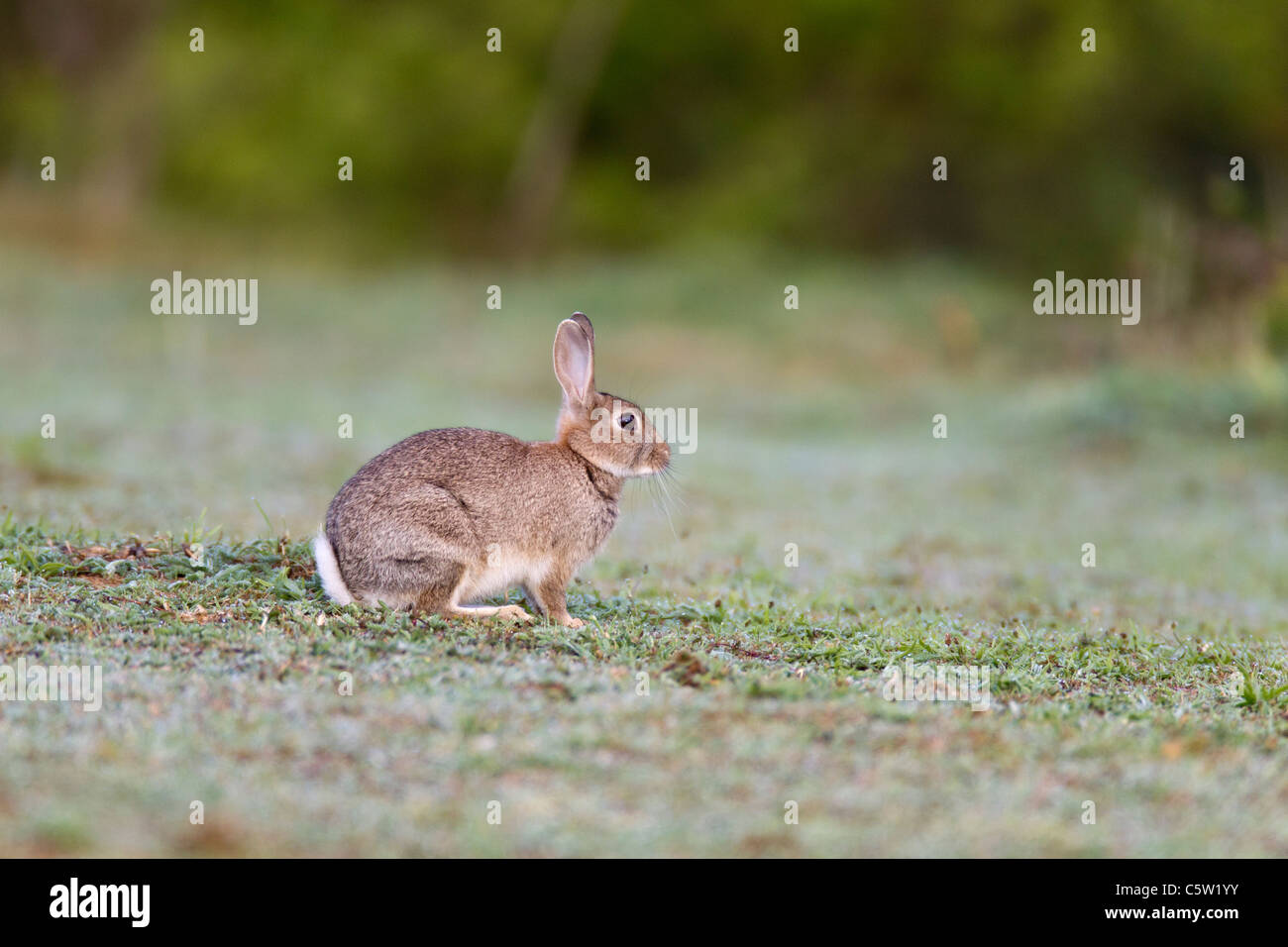 Lagomorpha hi-res stock photography and images - Alamy