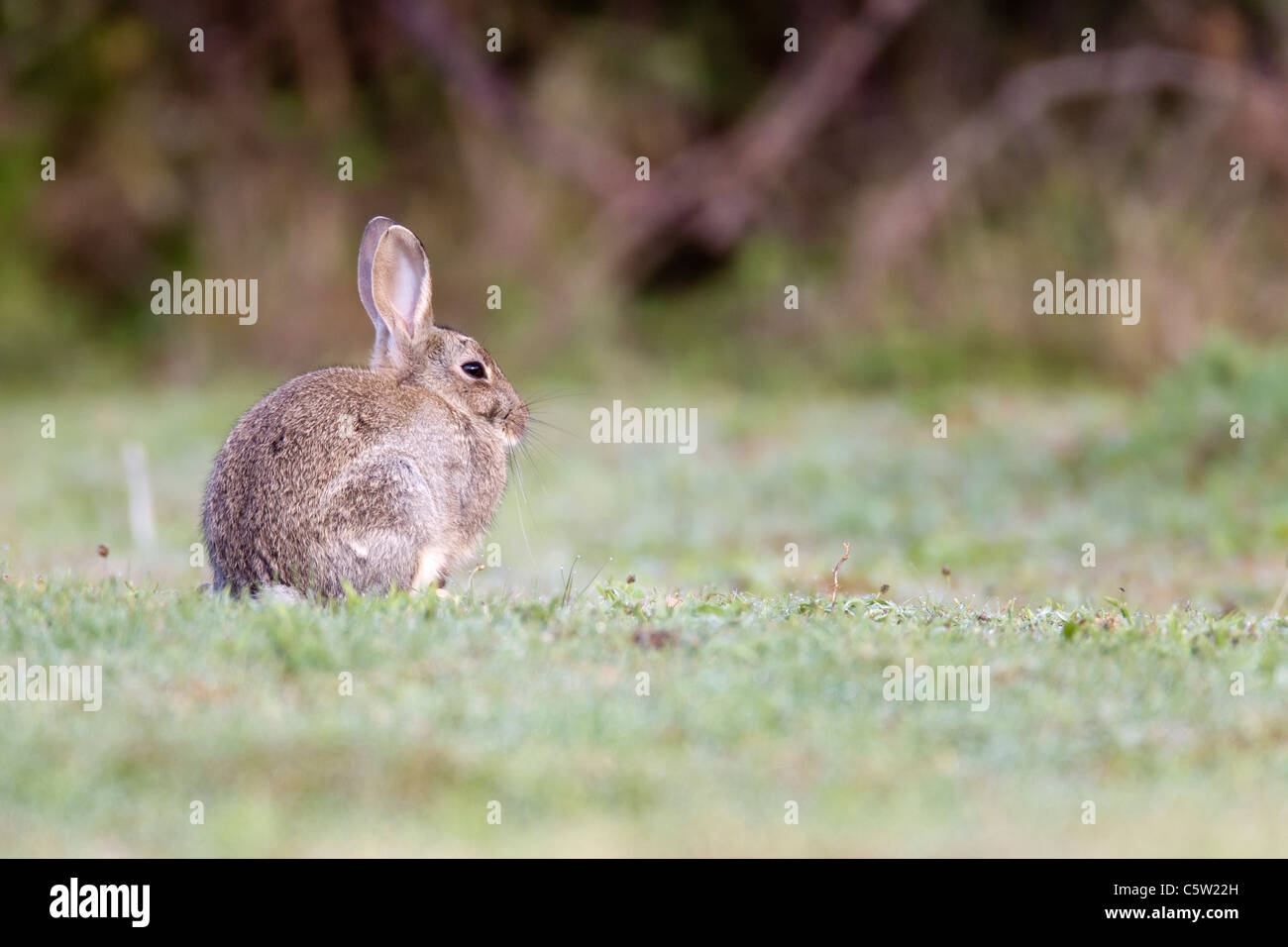Lagomorpha hi-res stock photography and images - Alamy