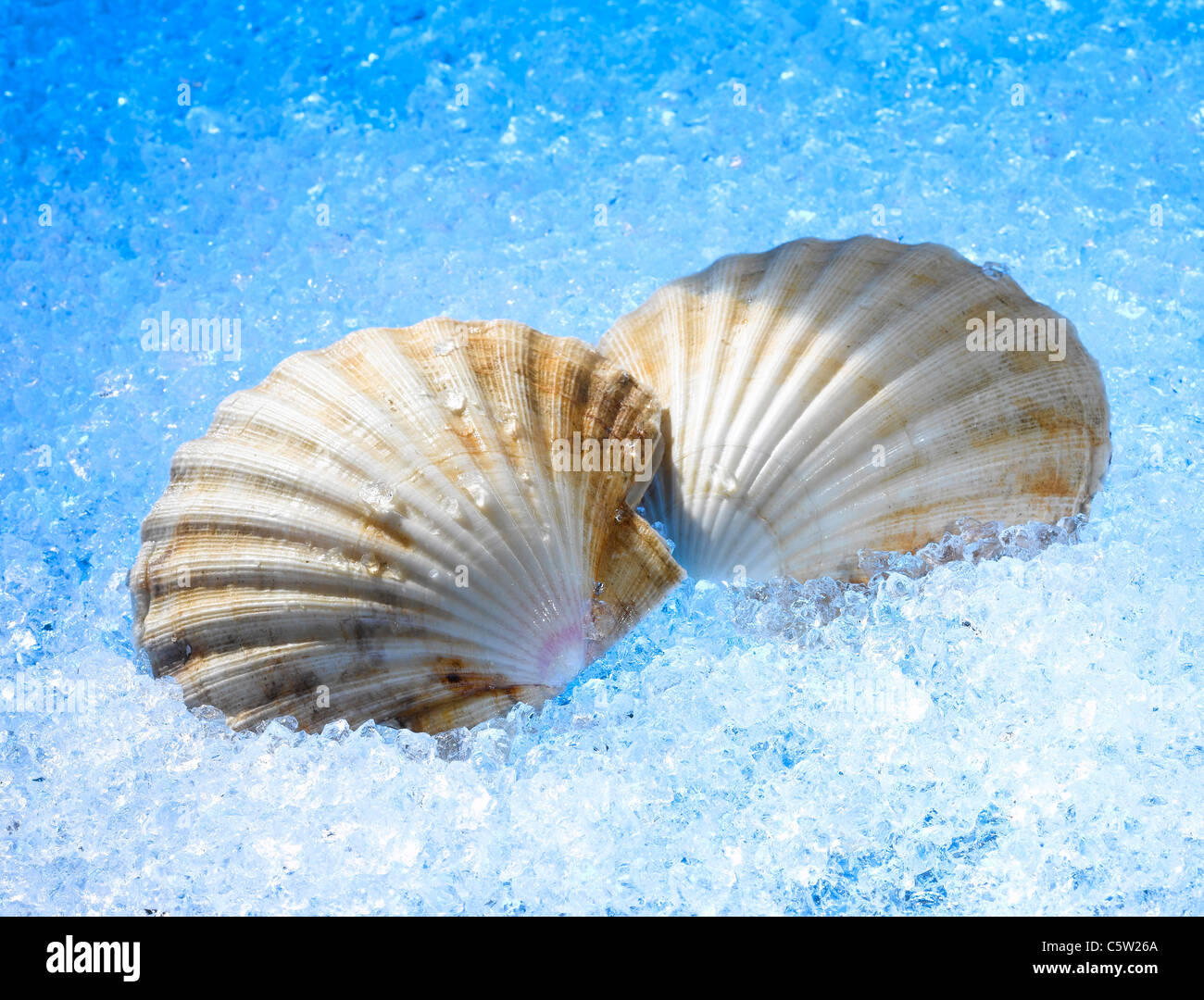 Ice scallop hi-res stock photography and images - Alamy