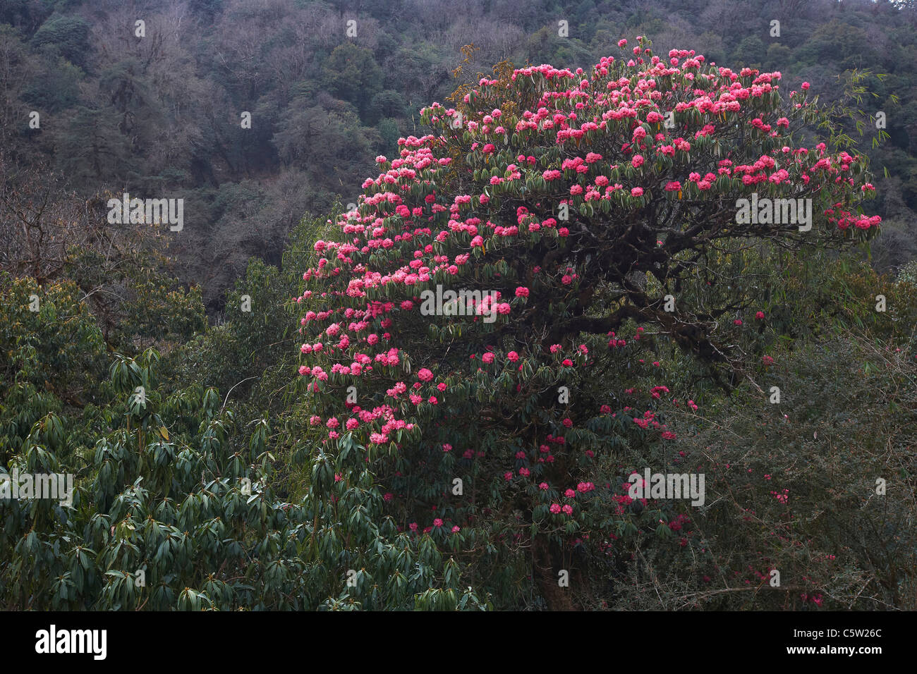 Rhododendron trees that make up the forests between Gorepani and ...
