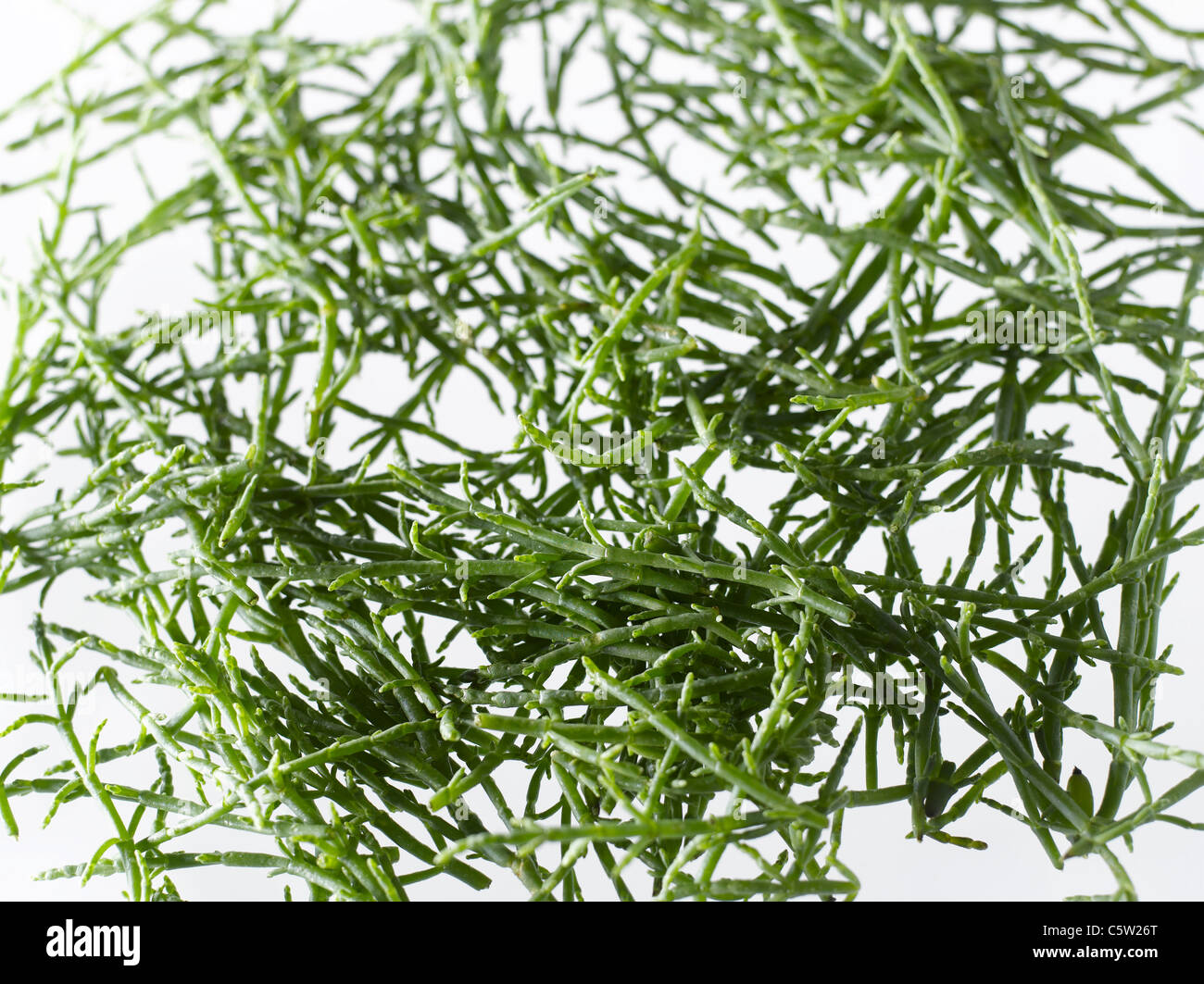 Pickleweed High Resolution Stock Photography and Images - Alamy