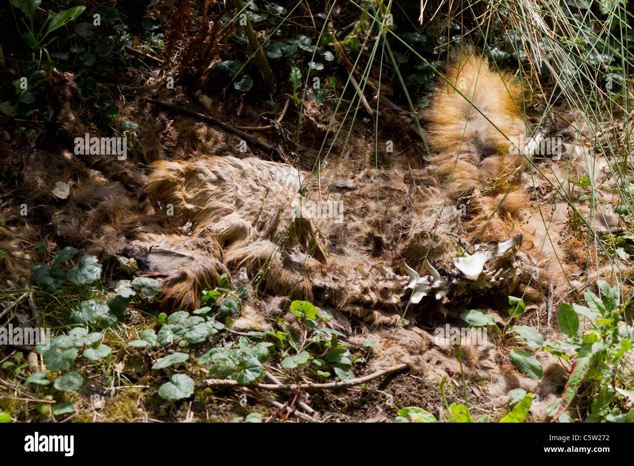 Carcass of a Red Fox Stock Photo - Alamy