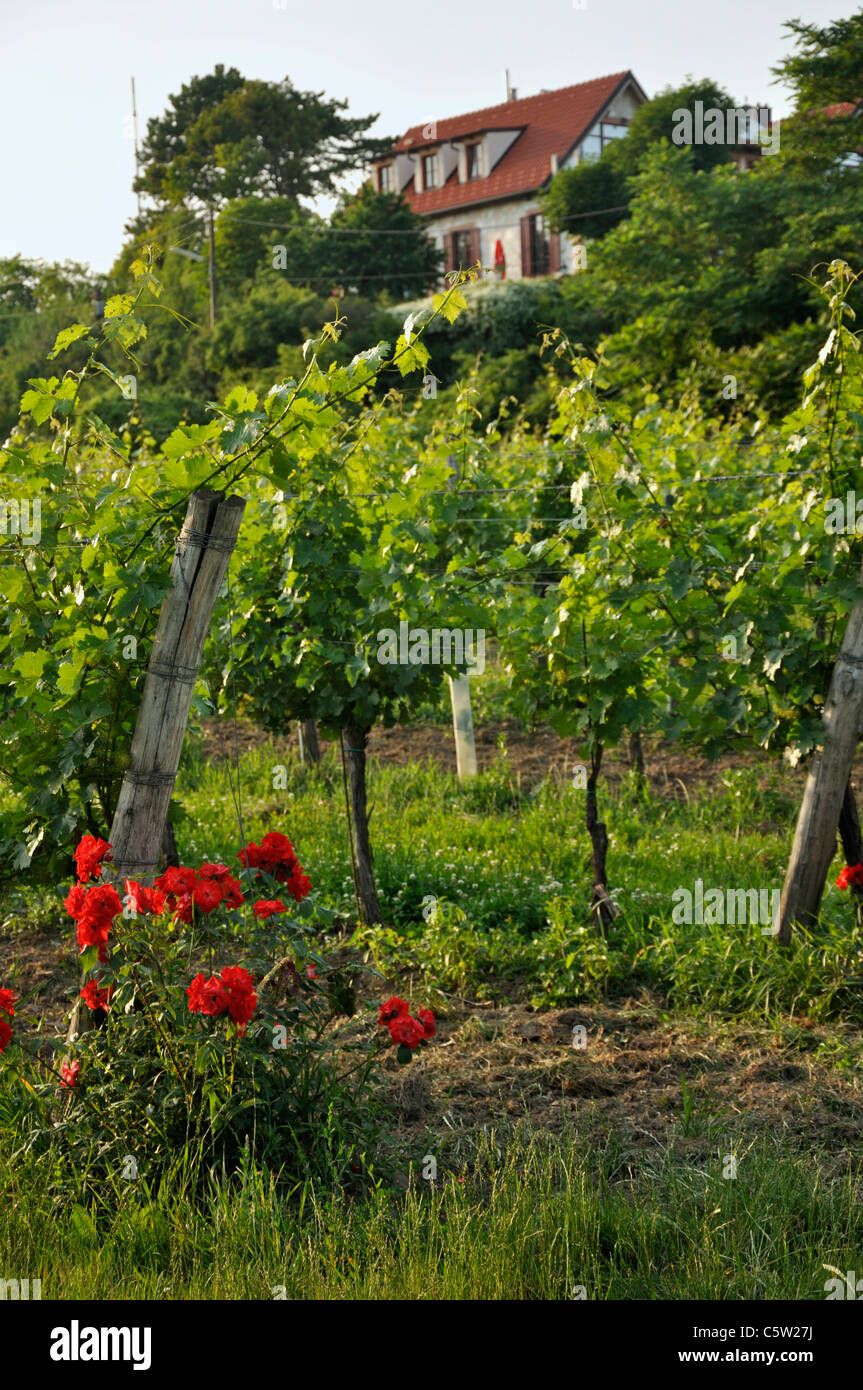 Grinzing Wien High Resolution Stock Photography and Images - Alamy