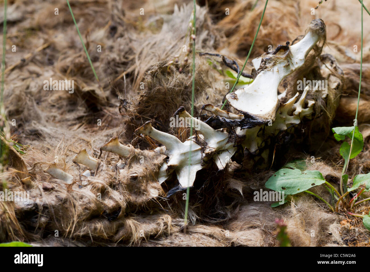 Fox carcass hi-res stock photography and images - Alamy