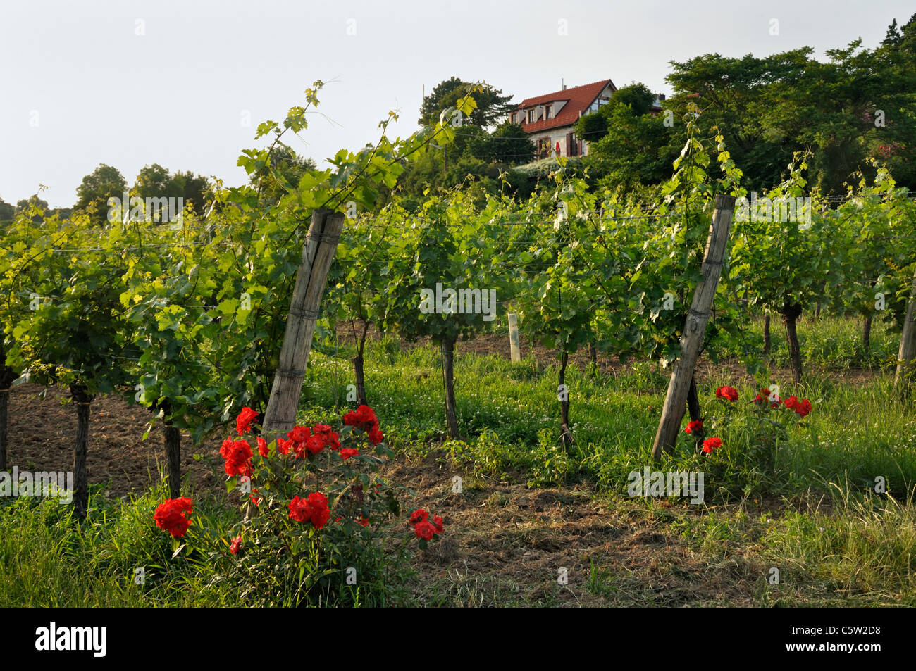 Austrian grinzing grinzing hi-res stock photography and images - Alamy