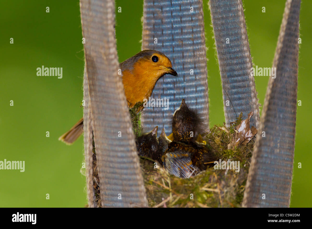 Young robin nest uk hi-res stock photography and images - Alamy