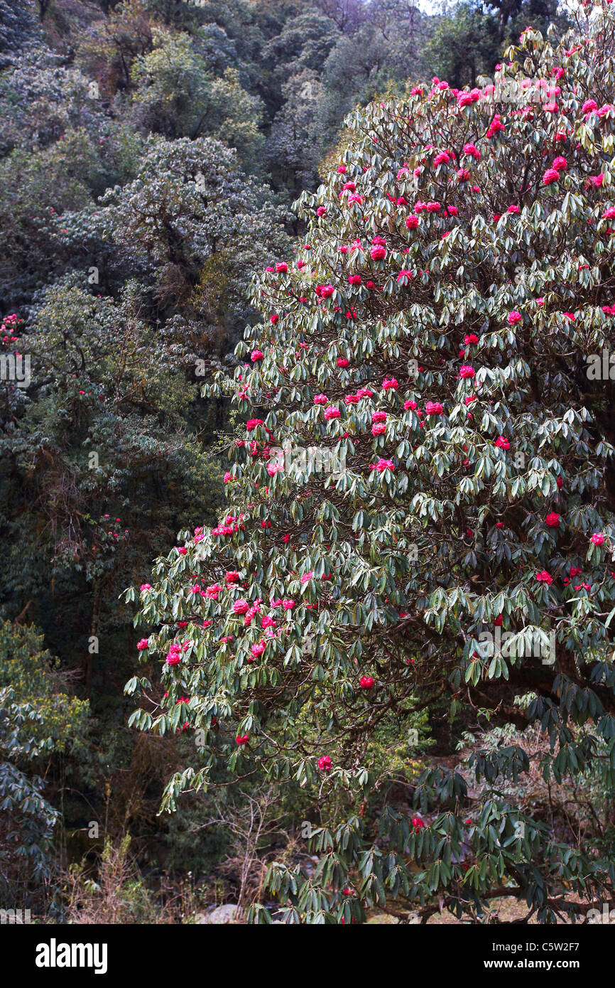 Rhododendron trees that make up the forests between Gorepani and ...
