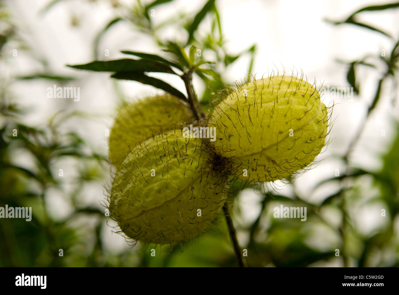 Balloon Cotton Bush Fruit, Asclepias physocarpa aka Gomphocarpus ...