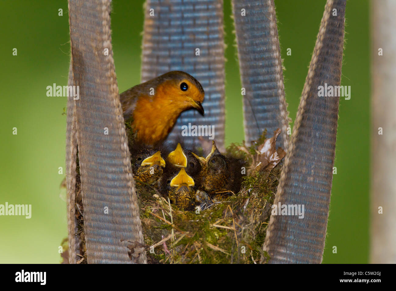 Robin chicks uk hi-res stock photography and images - Alamy
