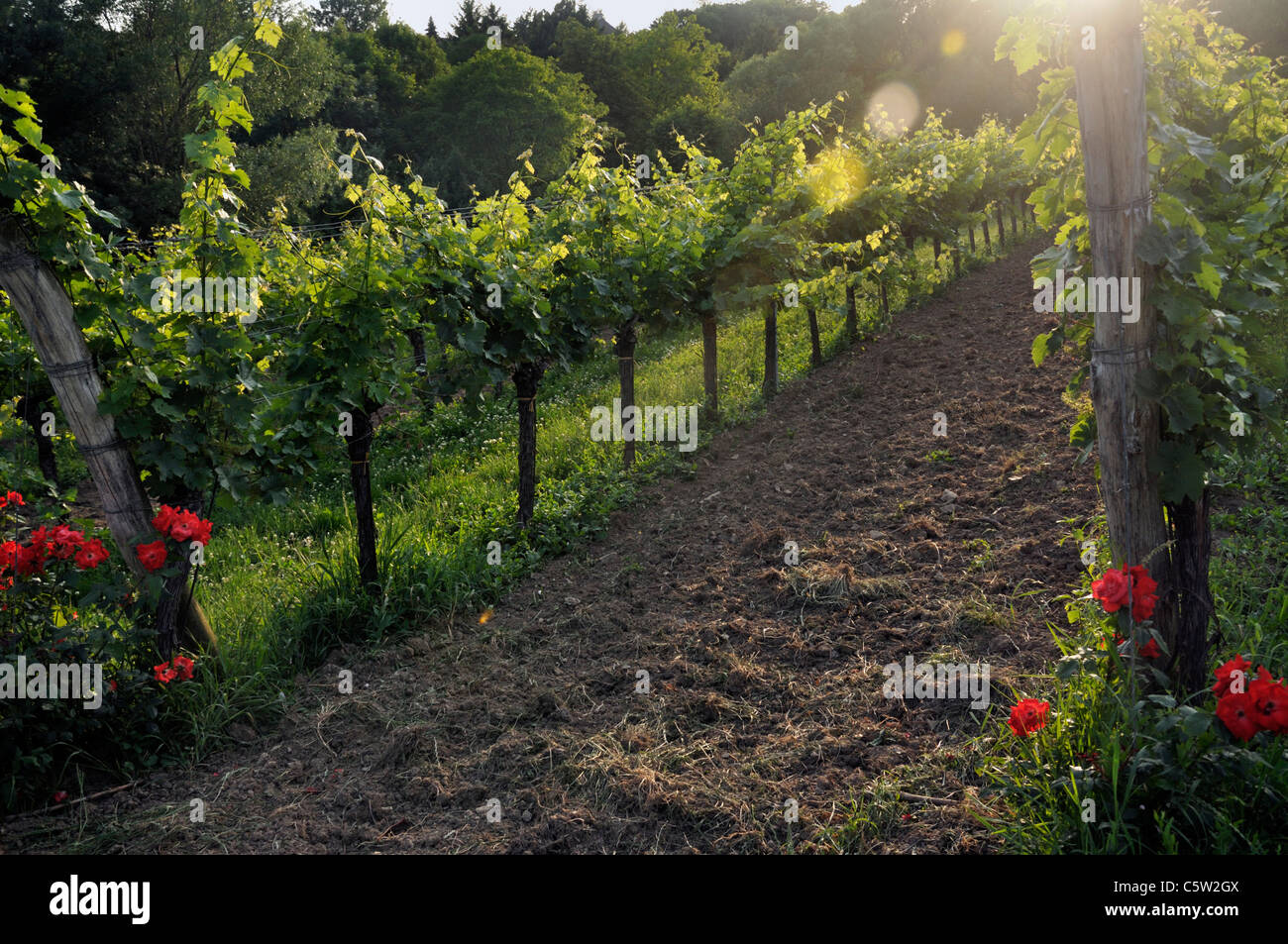 Austrian grinzing grinzing hi-res stock photography and images - Alamy