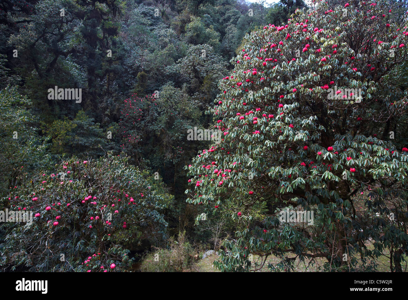 Rhododendron trees that make up the forests between Gorepani and ...