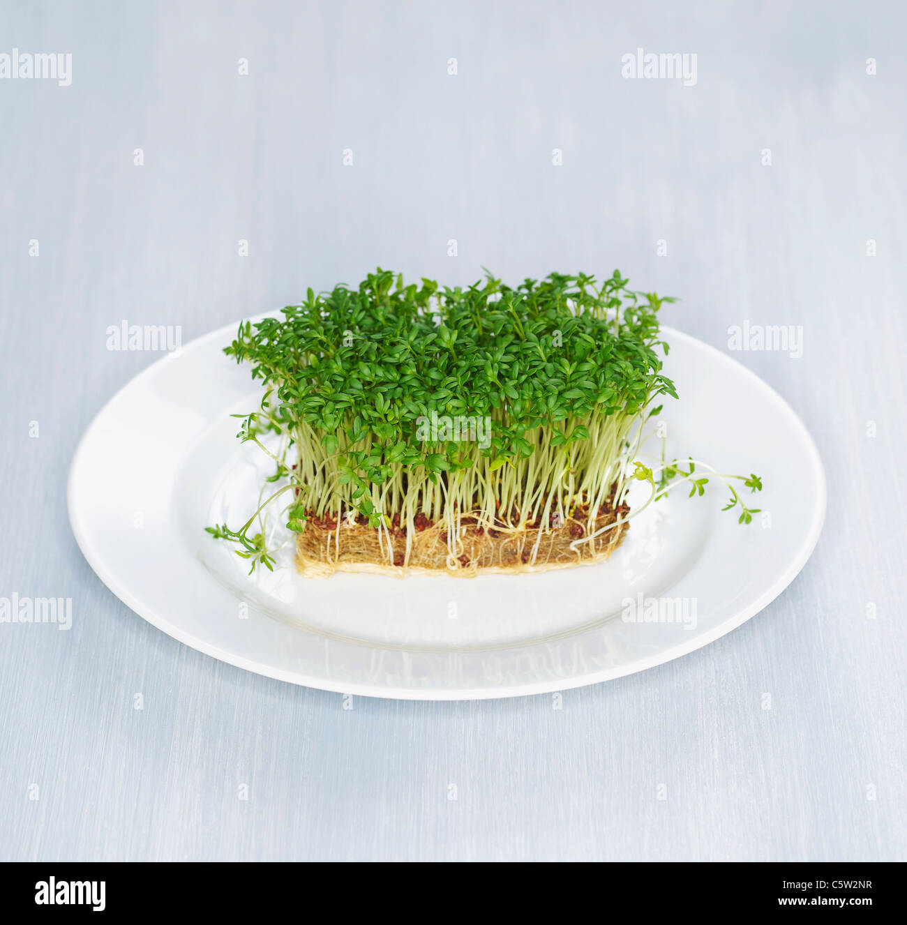 Cress sprouts on plate Stock Photo - Alamy