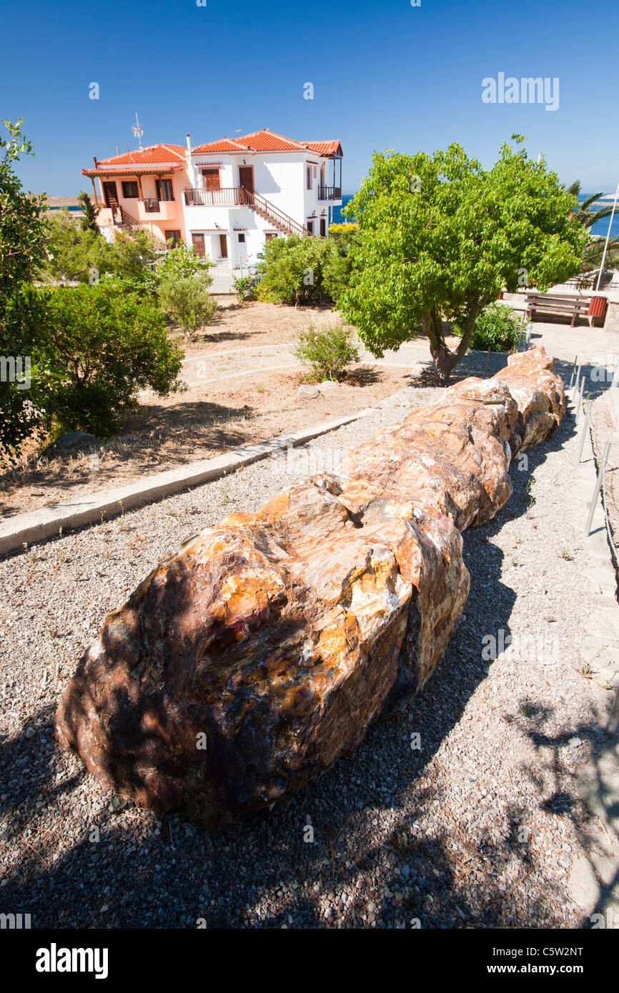 A fossilized tree from the famous Lesvos Petrified Forest at the ...