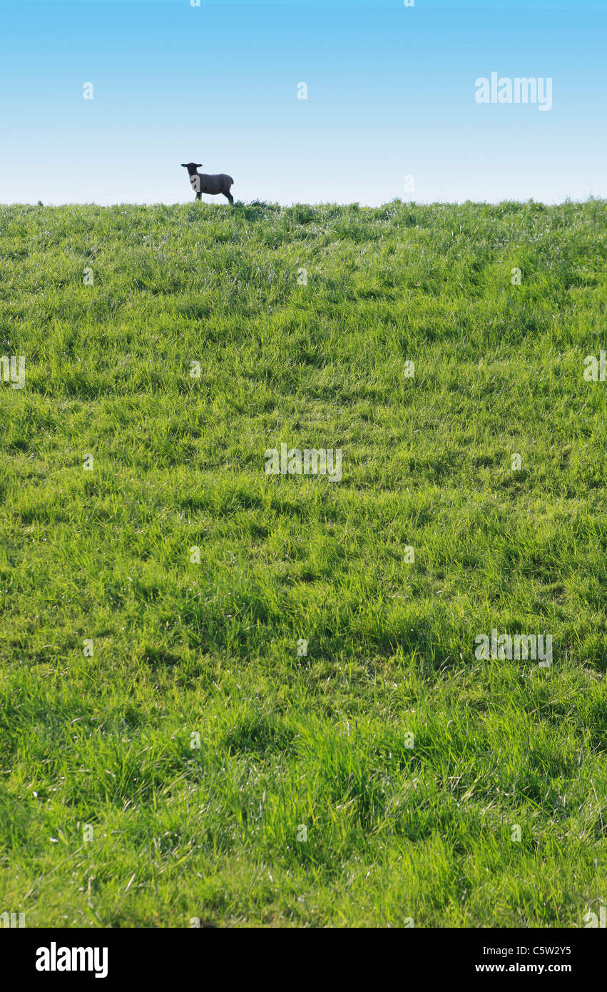 Dike plant hi-res stock photography and images - Alamy