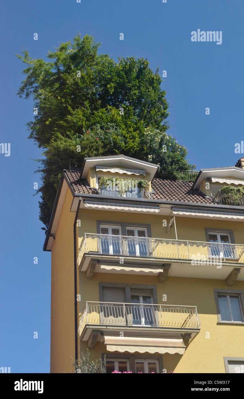 tree and plants growing on roof of residential building, Brescia, Italy ...