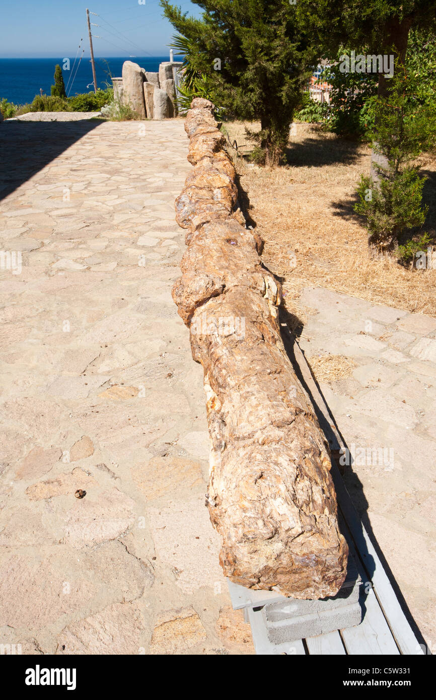 A fossilized tree from the famous Lesvos Petrified Forest at the ...