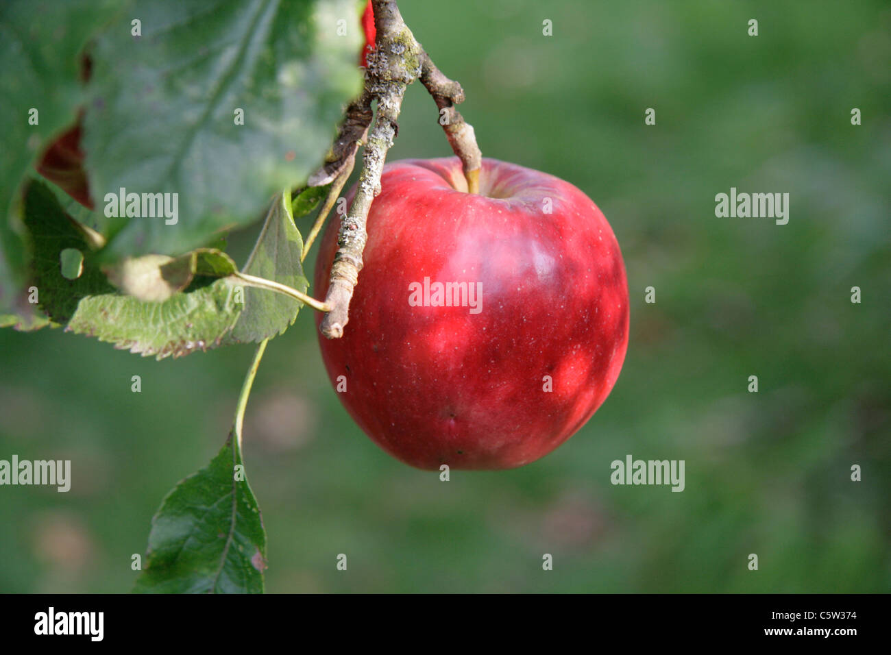 Spartan apple on the tree (Malus domestica Stock Photo - Alamy