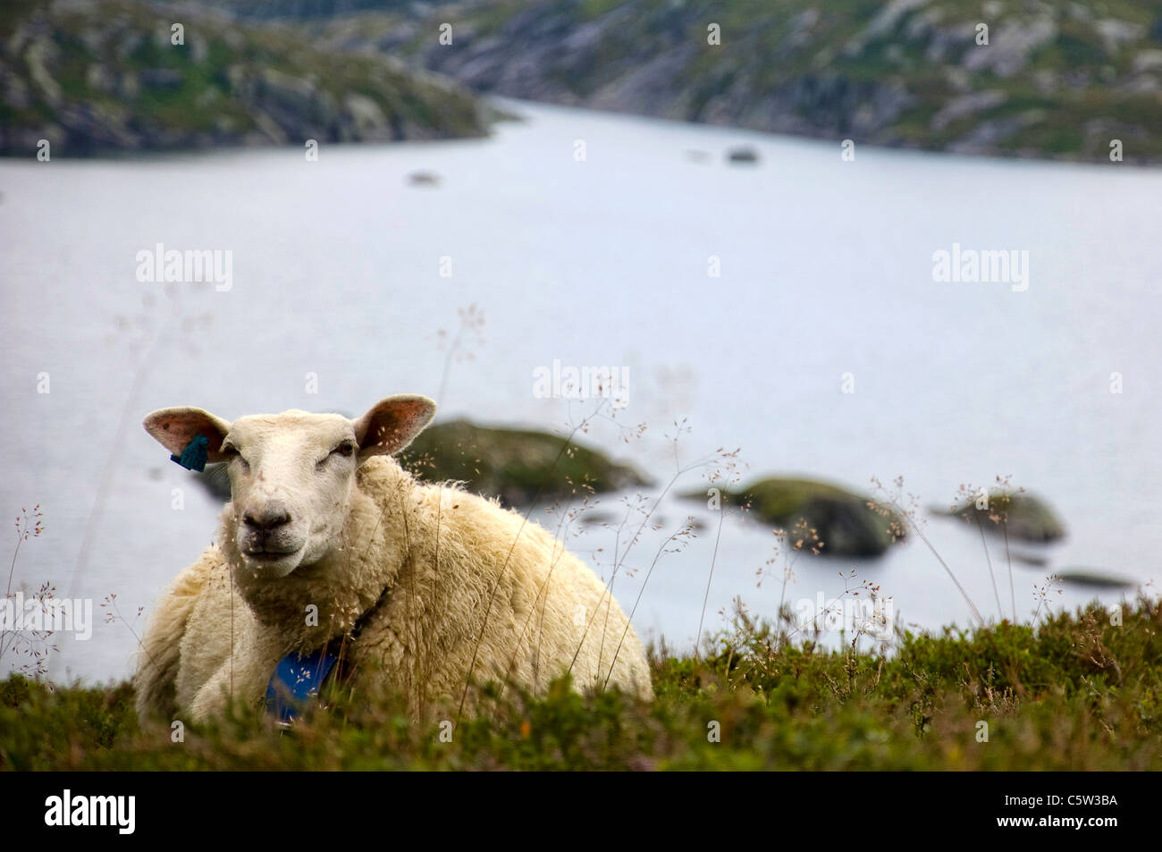 Norwegian goat hi-res stock photography and images - Alamy