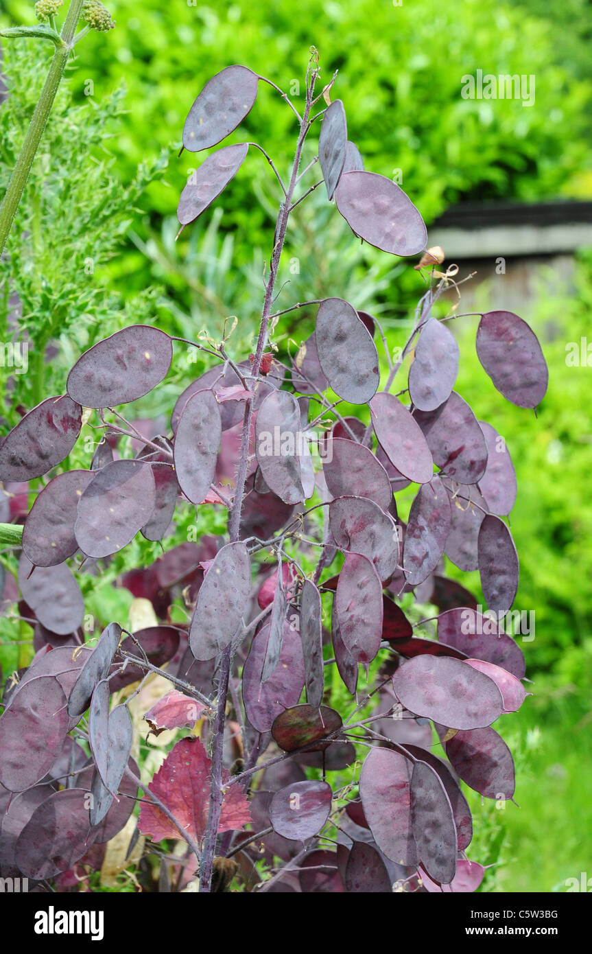 Seed pods of Honesty Lunaria annua before ripening to silvery Stock ...