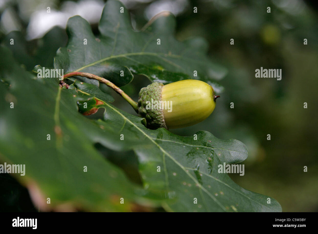Acorn oak tree hi-res stock photography and images - Alamy