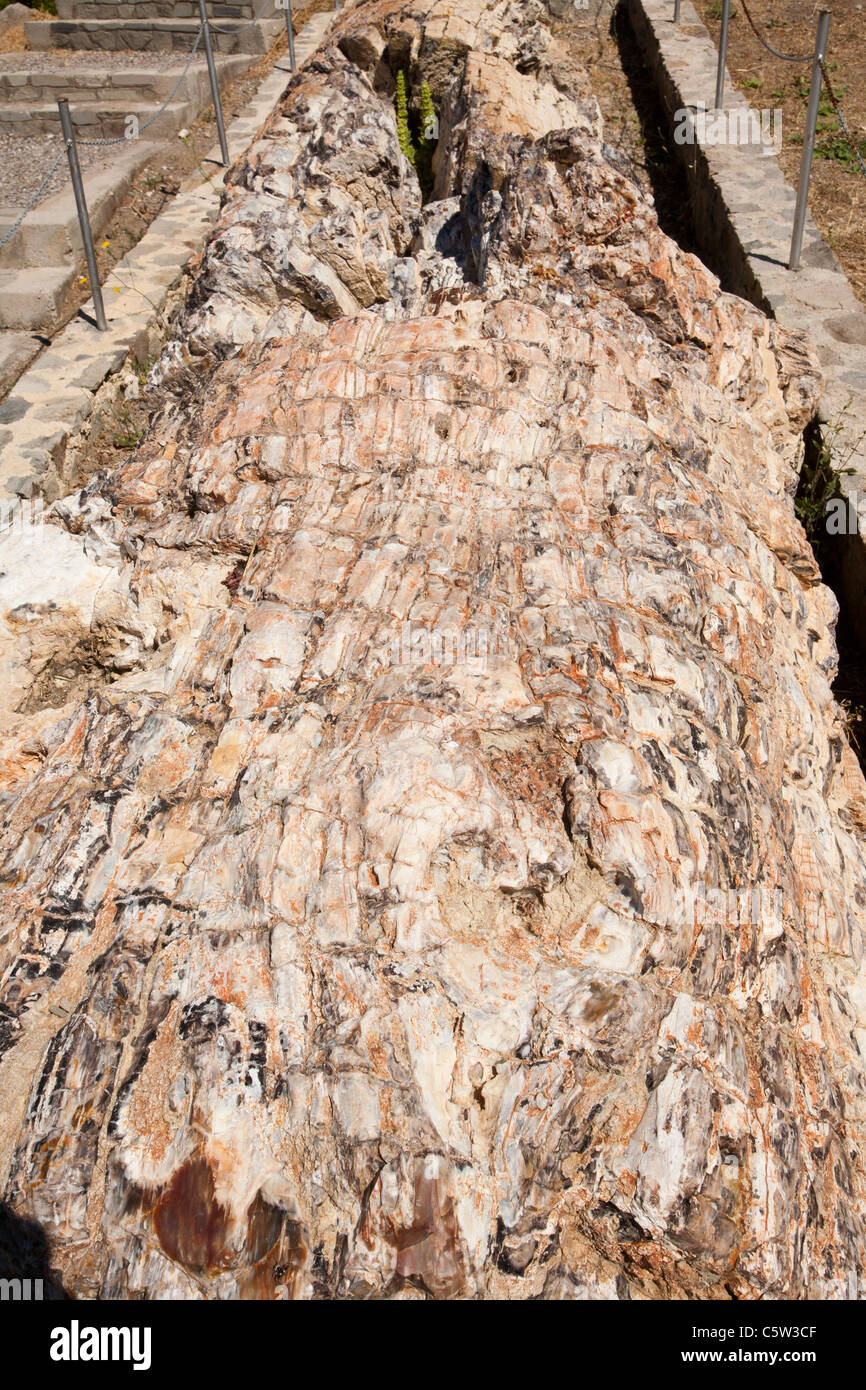 A fossilized tree from the famous Lesvos Petrified Forest at the ...