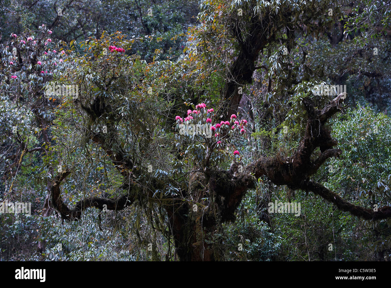 Rhododendron trees that make up the forests between Gorepani and ...