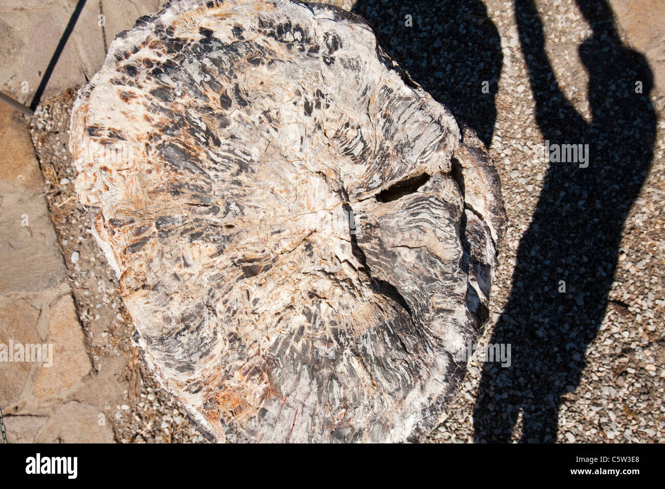 A fossilized tree from the famous Lesvos Petrified Forest at the ...
