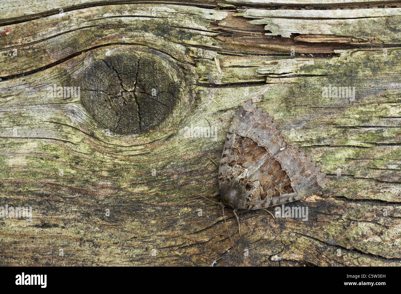 Old Lady Moth Mormo maura Essex, UK IN000488 Stock Photo - Alamy
