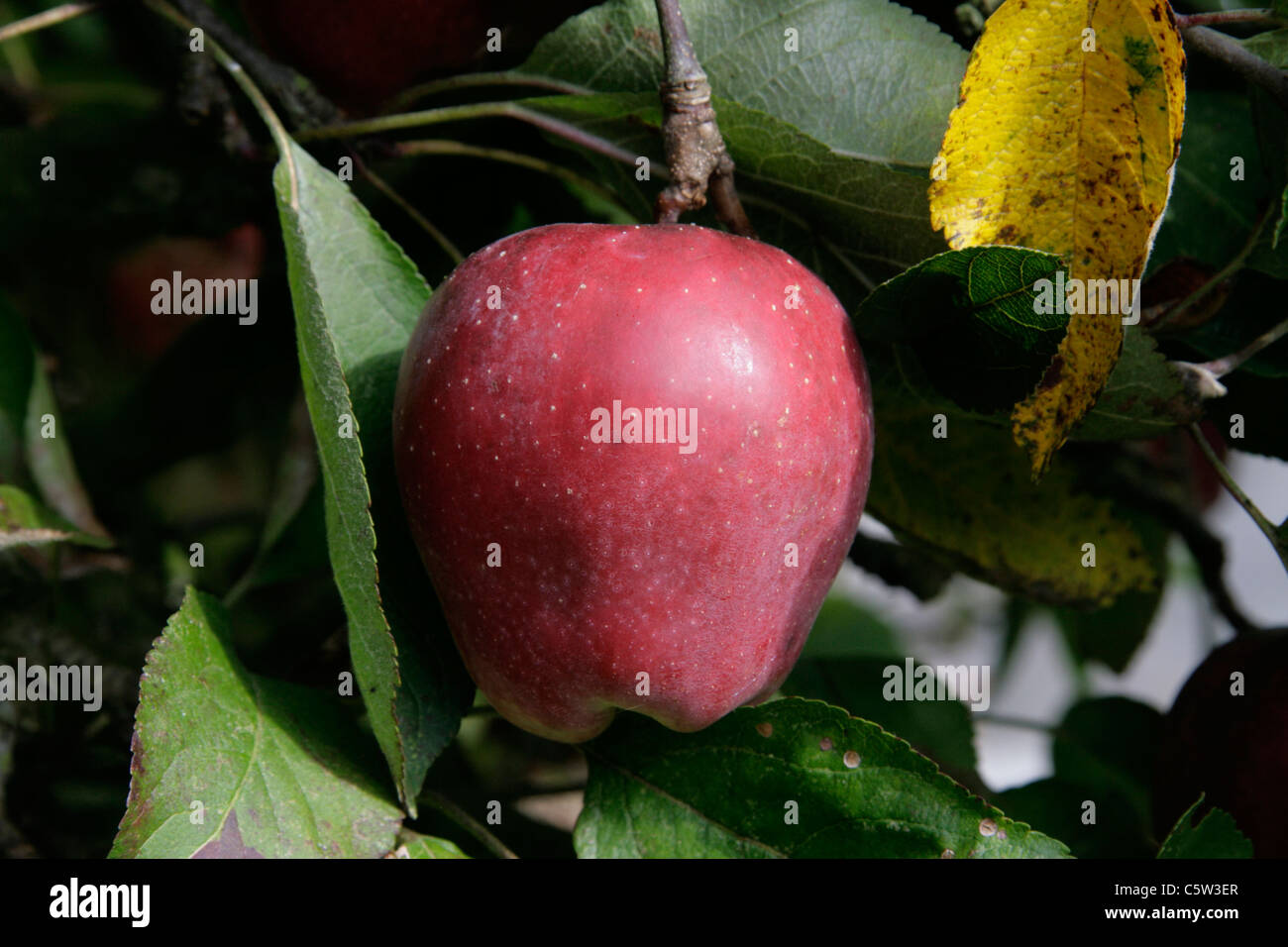 Starkinson Stock Photos & Starkinson Stock Images - Alamy