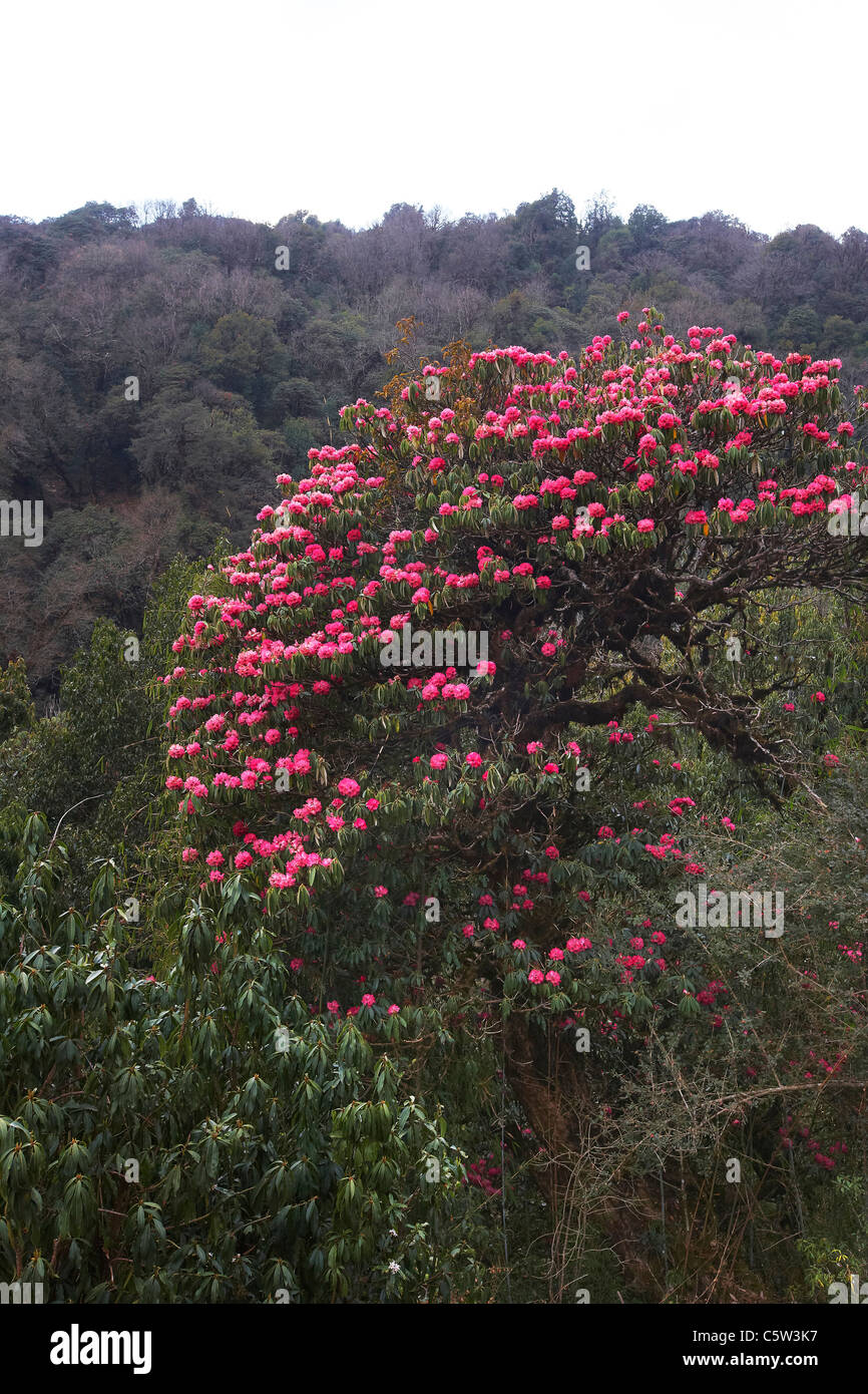 Rhododendron Forest Nepal High Resolution Stock Photography and Images ...