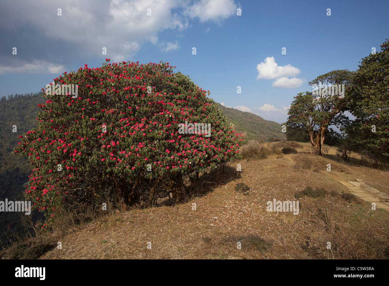 Rhododendron trees that make up the forests between Gorepani and ...
