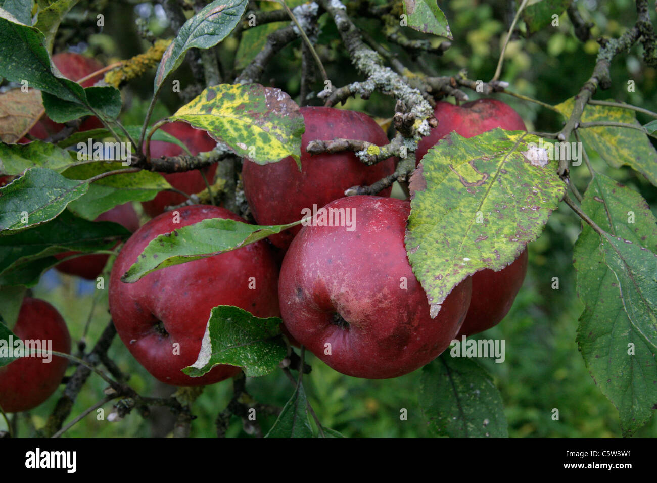 Red spartan hi-res stock photography and images - Alamy