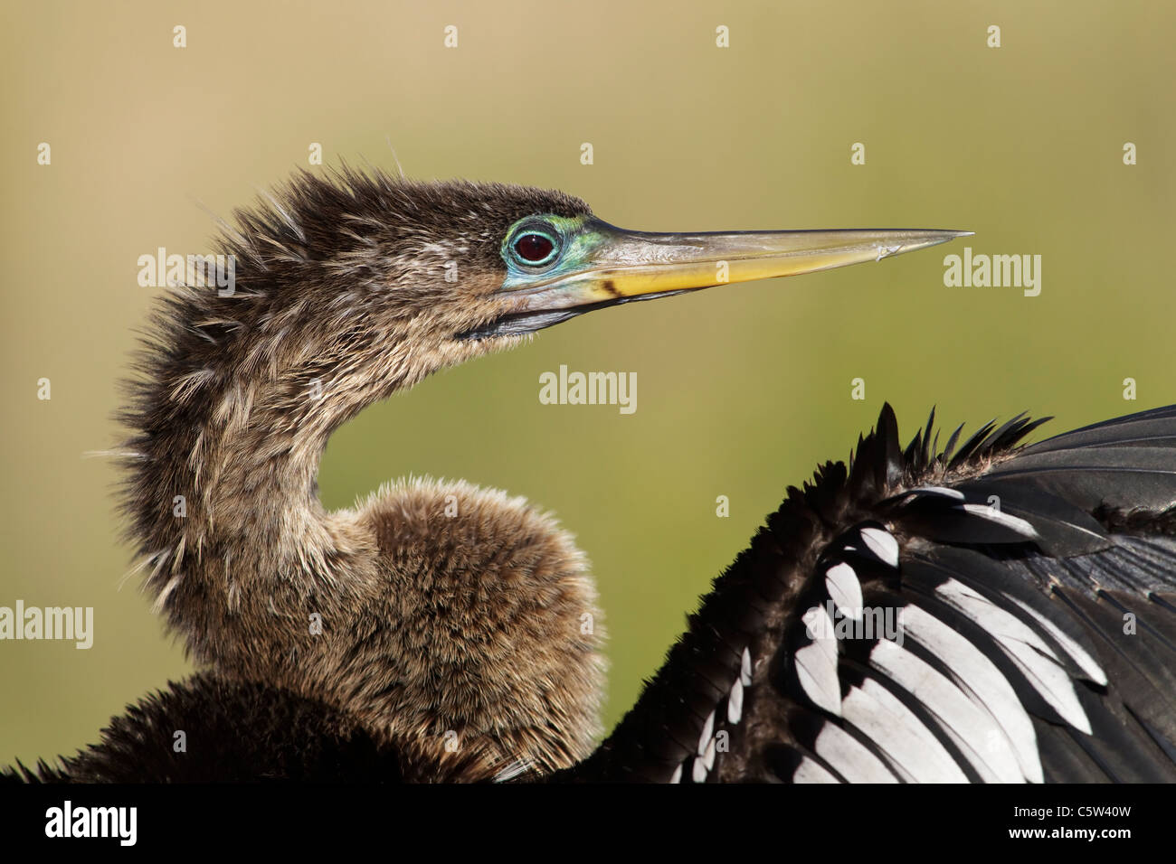 Female anhinga hi-res stock photography and images - Alamy