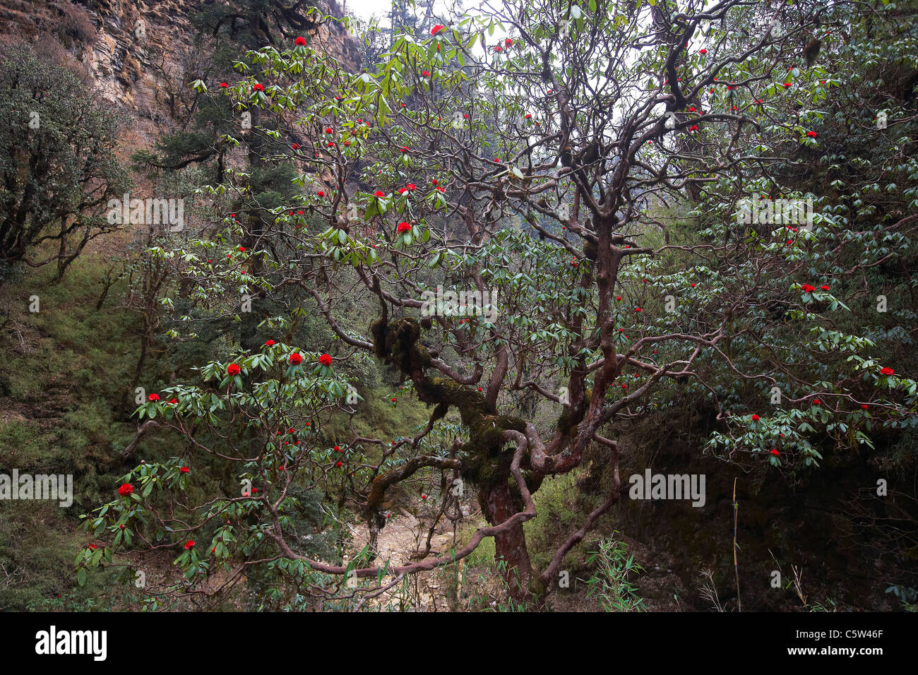 Rhododendron trees that make up the forests between Gorepani and ...