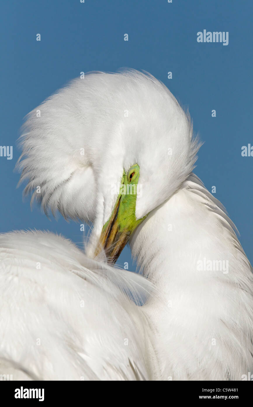 Preening bill hi-res stock photography and images - Alamy