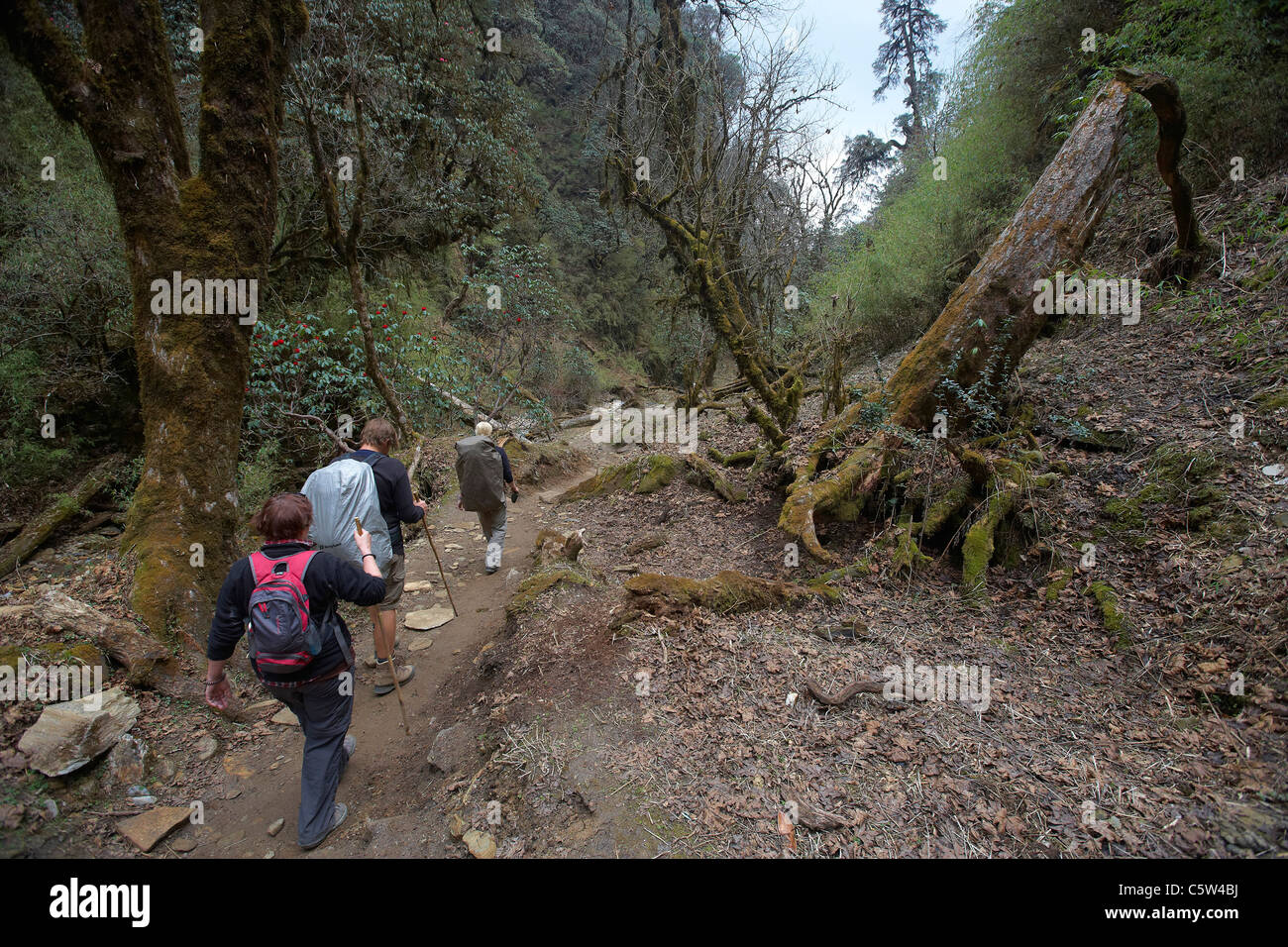 Trekking through the Rhododendron forests between Gorepani and Tadapani ...