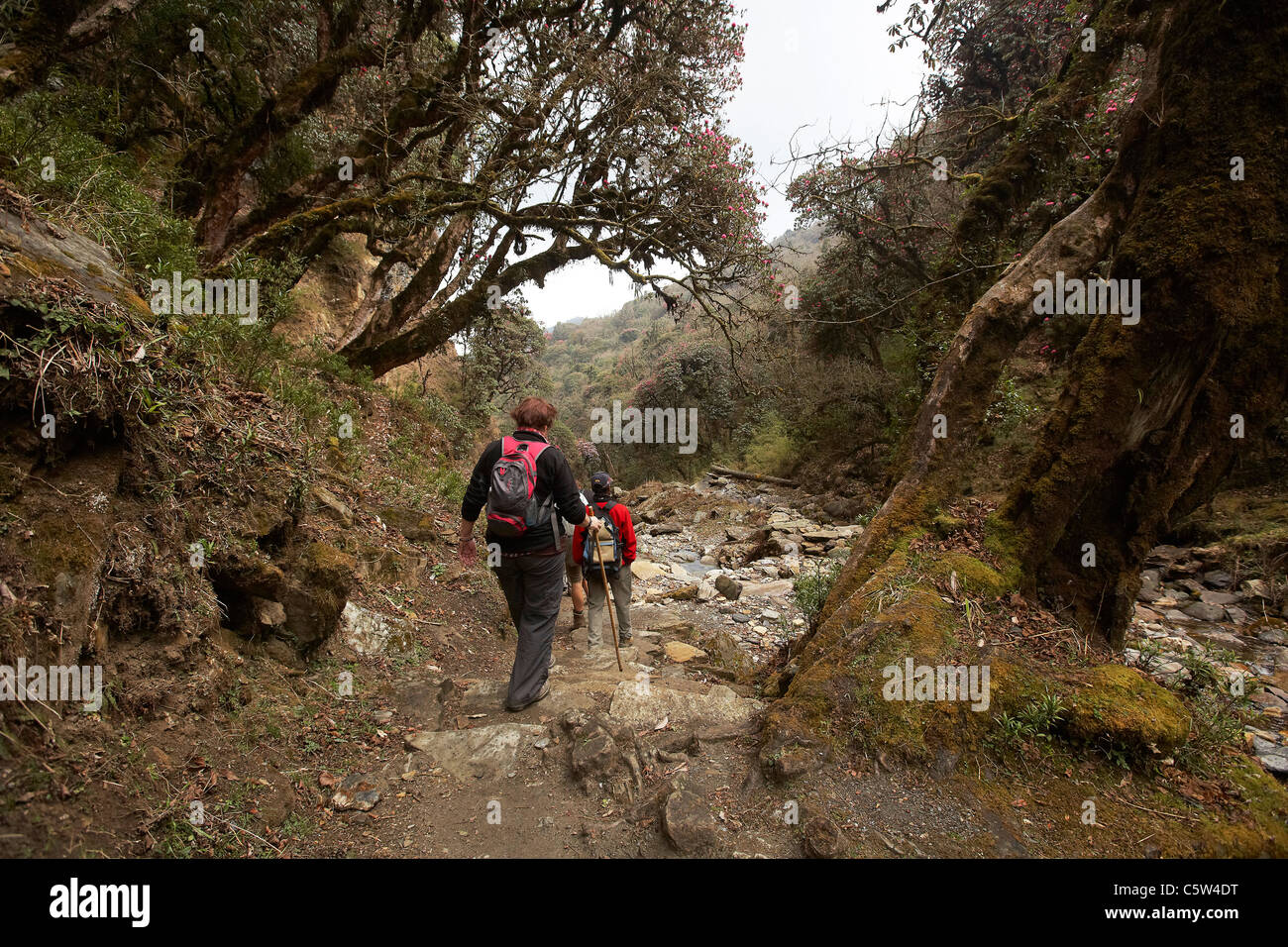 Trekking through the Rhododendron forests between Gorepani and Tadapani ...