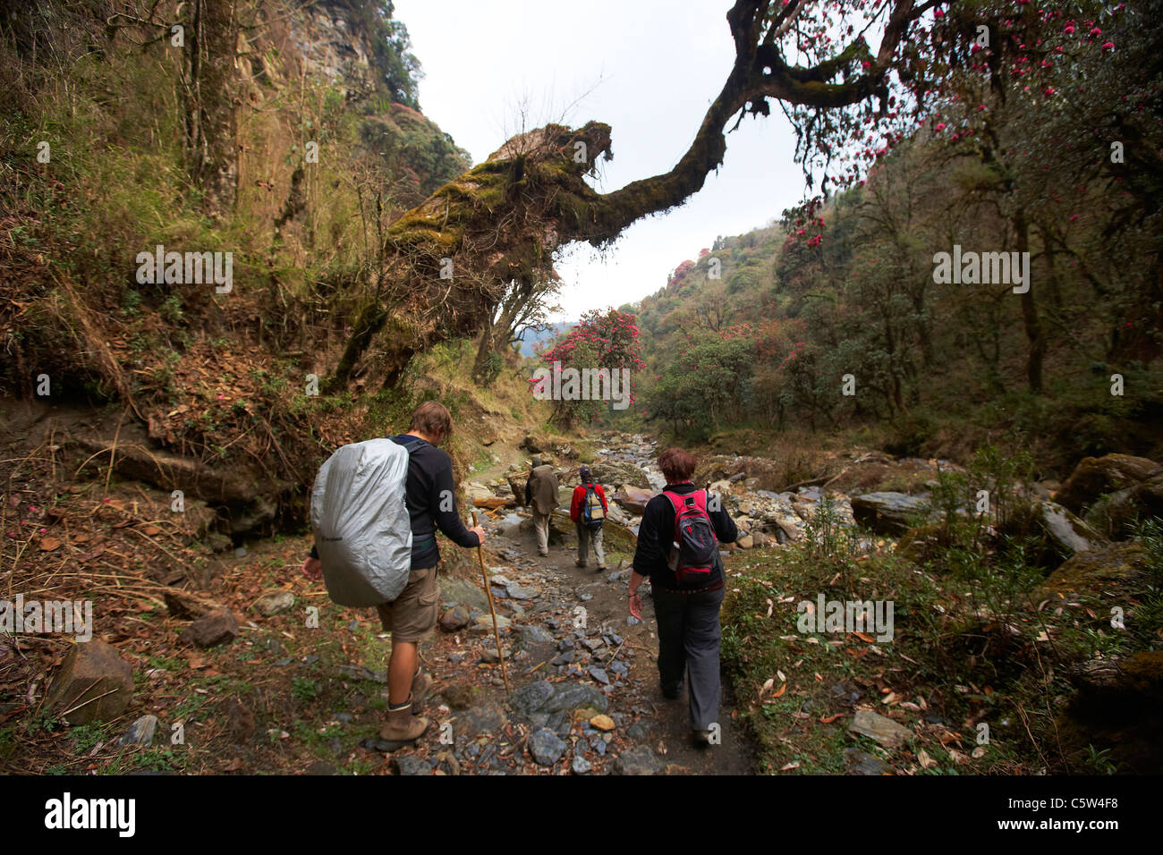 Trekking through the Rhododendron forests between Gorepani and Tadapani ...