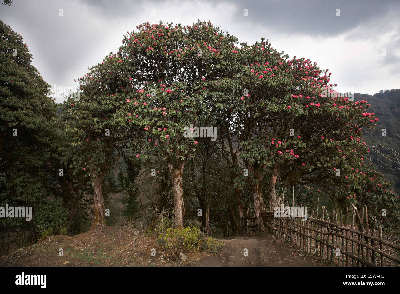 Rhododendron trees that make up the forests between Gorepani and ...